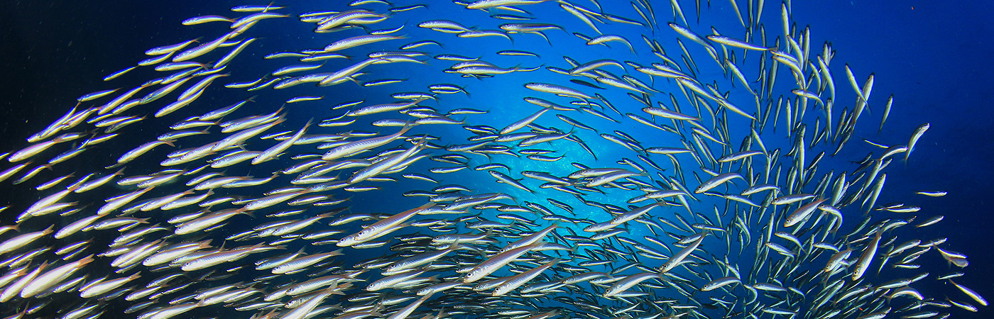 Home - Premier Fishing & Brands Limited