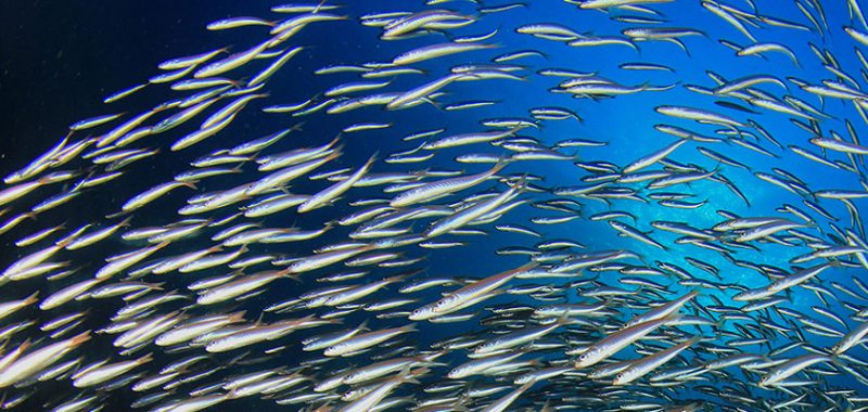 Pilchards - Premier Fishing & Brands Limited